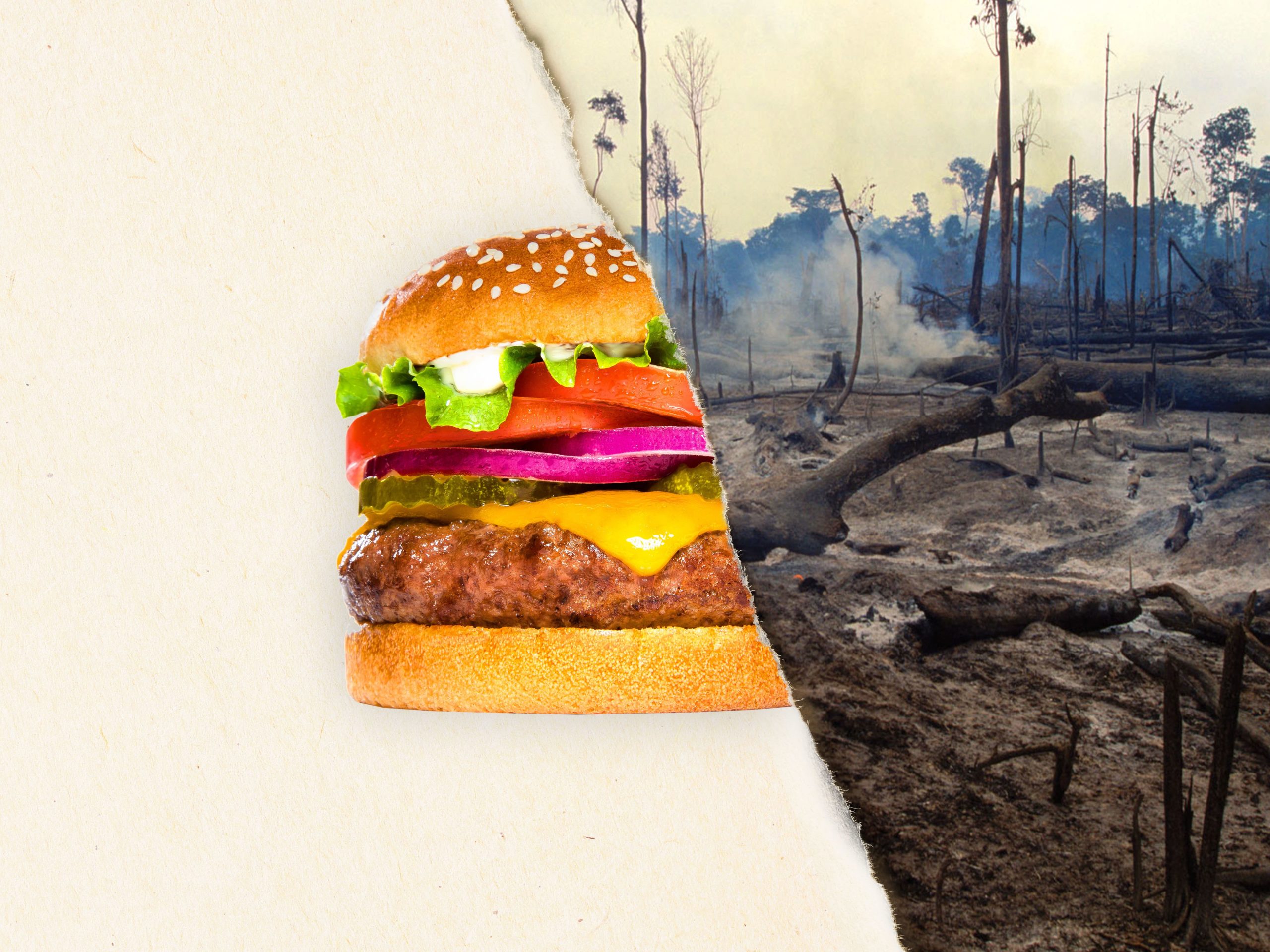 New Investigation Exposes Extensive Deforestation in Latin America ...