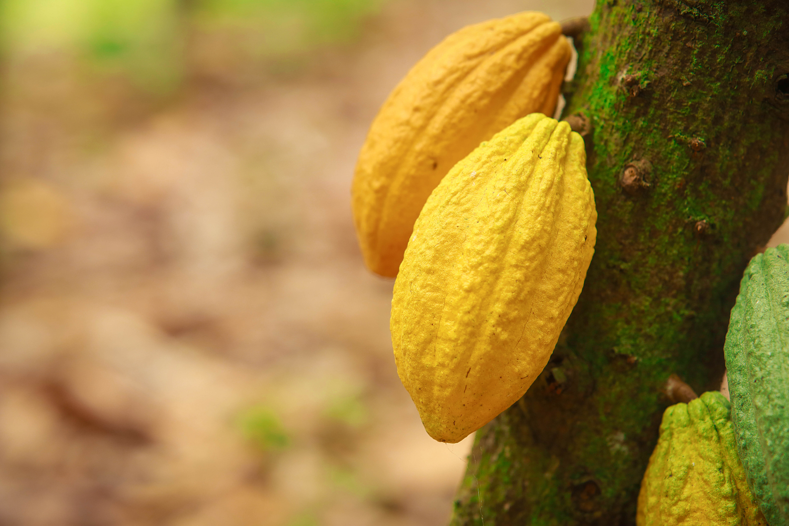 Mighty Earth calls for Cargill Brazilian CEO to be sacked over child ...