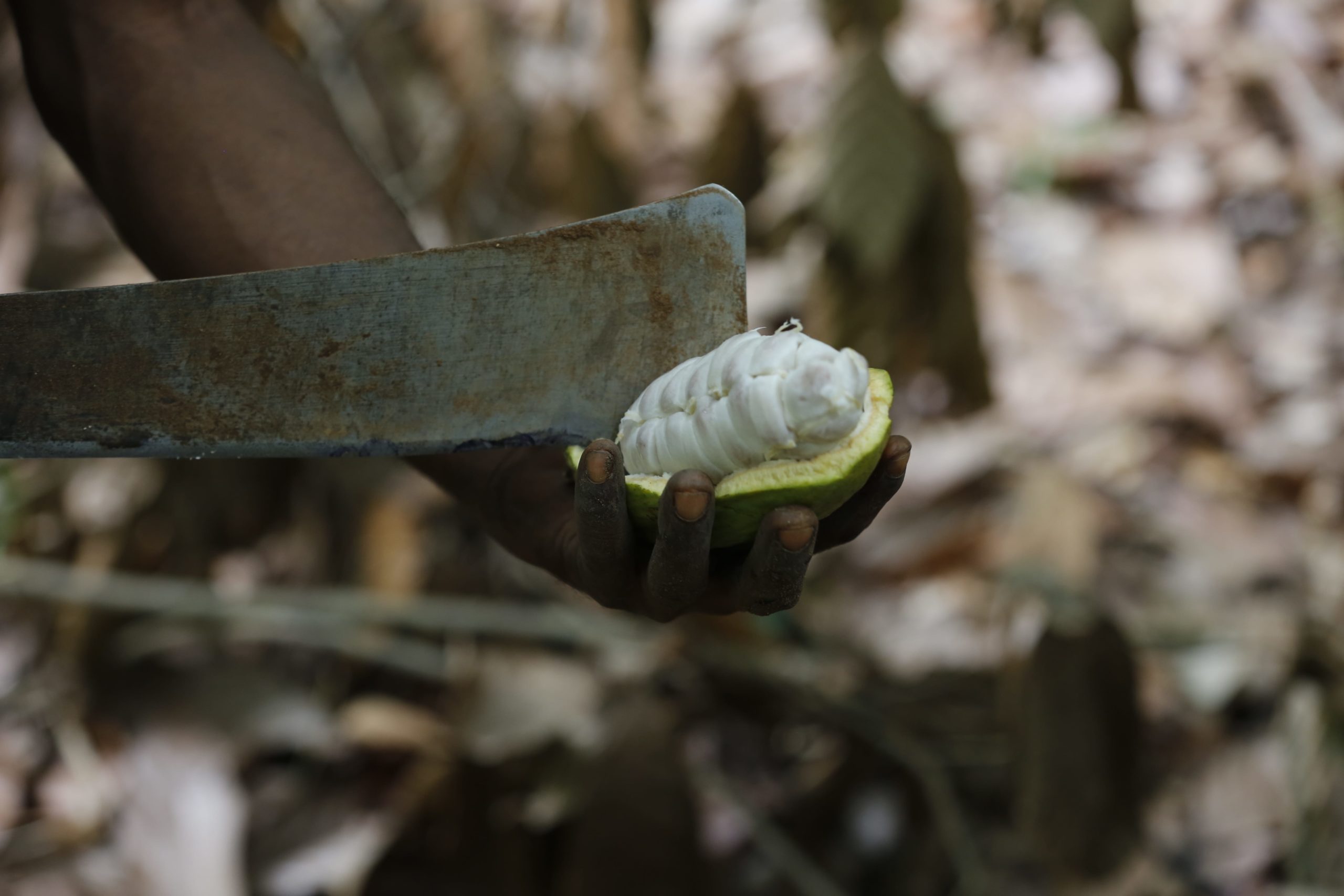 Mighty Earth “Cocoa Accountability Map” Brings Unprecedented Transparency to Cocoa Industry in ...