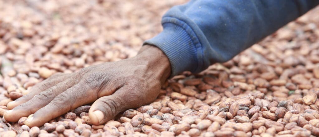 Chocolate Scorecard 2023: cocoa's impact on deforestation and climate ...