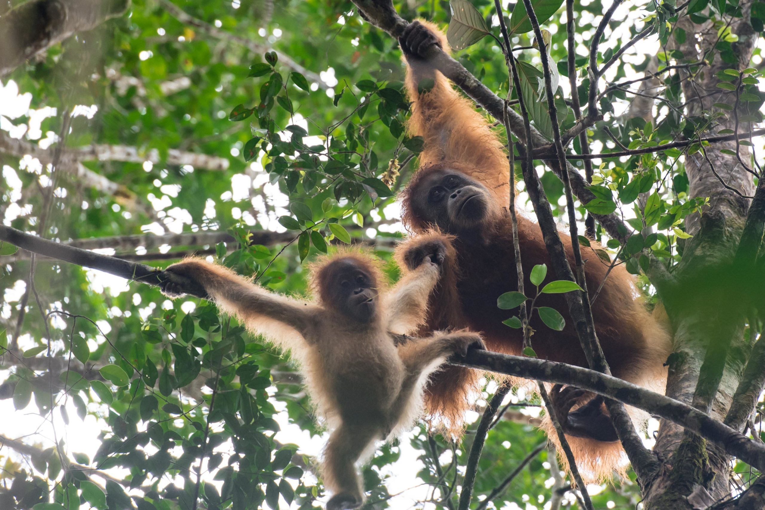 Revealed: Newly-discovered orangutan species is 'being driven to ...