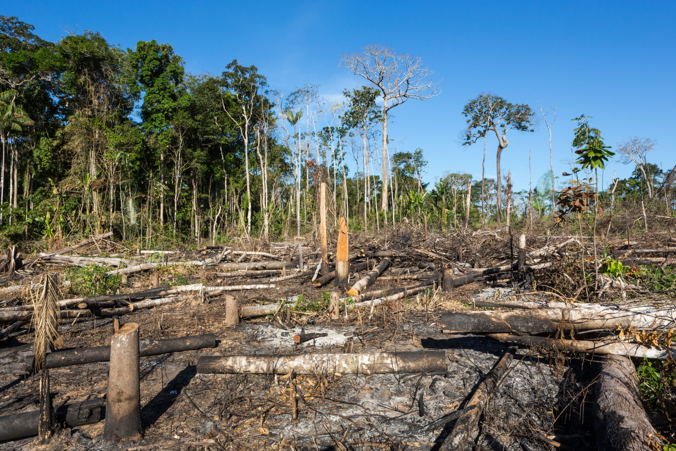 Meet the Framework that helps give our deforestation campaigns bite ...